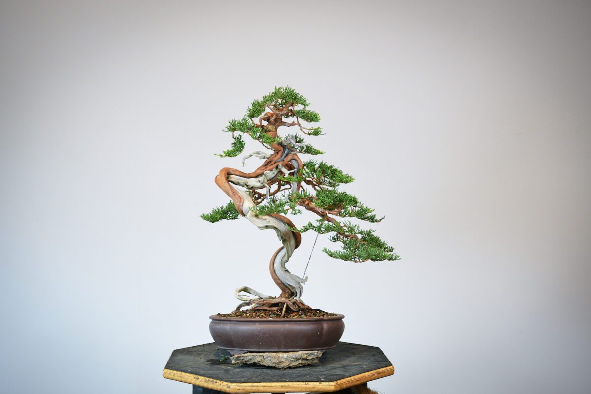 Bonsai tree inspiration – Eisei-en